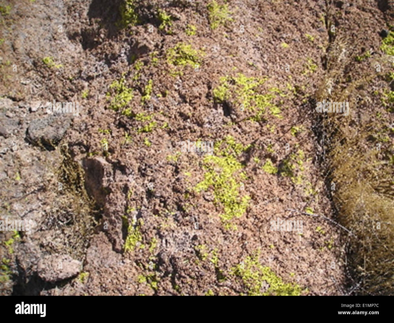 Lichens, which thrive on rocks and trees, are present in the Globe ...