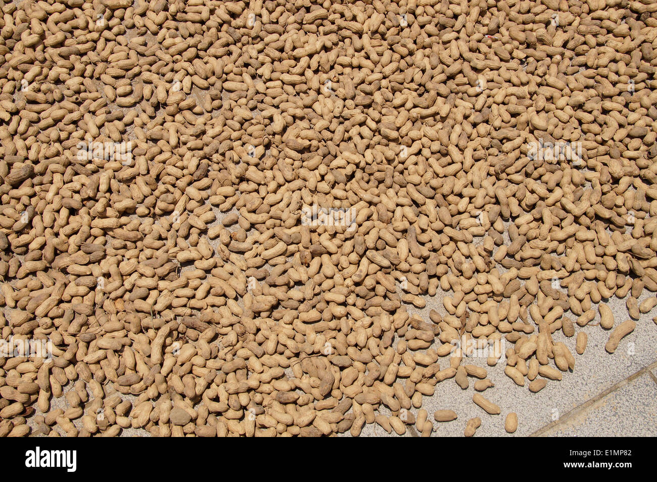 The close view of peanuts in sun drying Stock Photo - Alamy