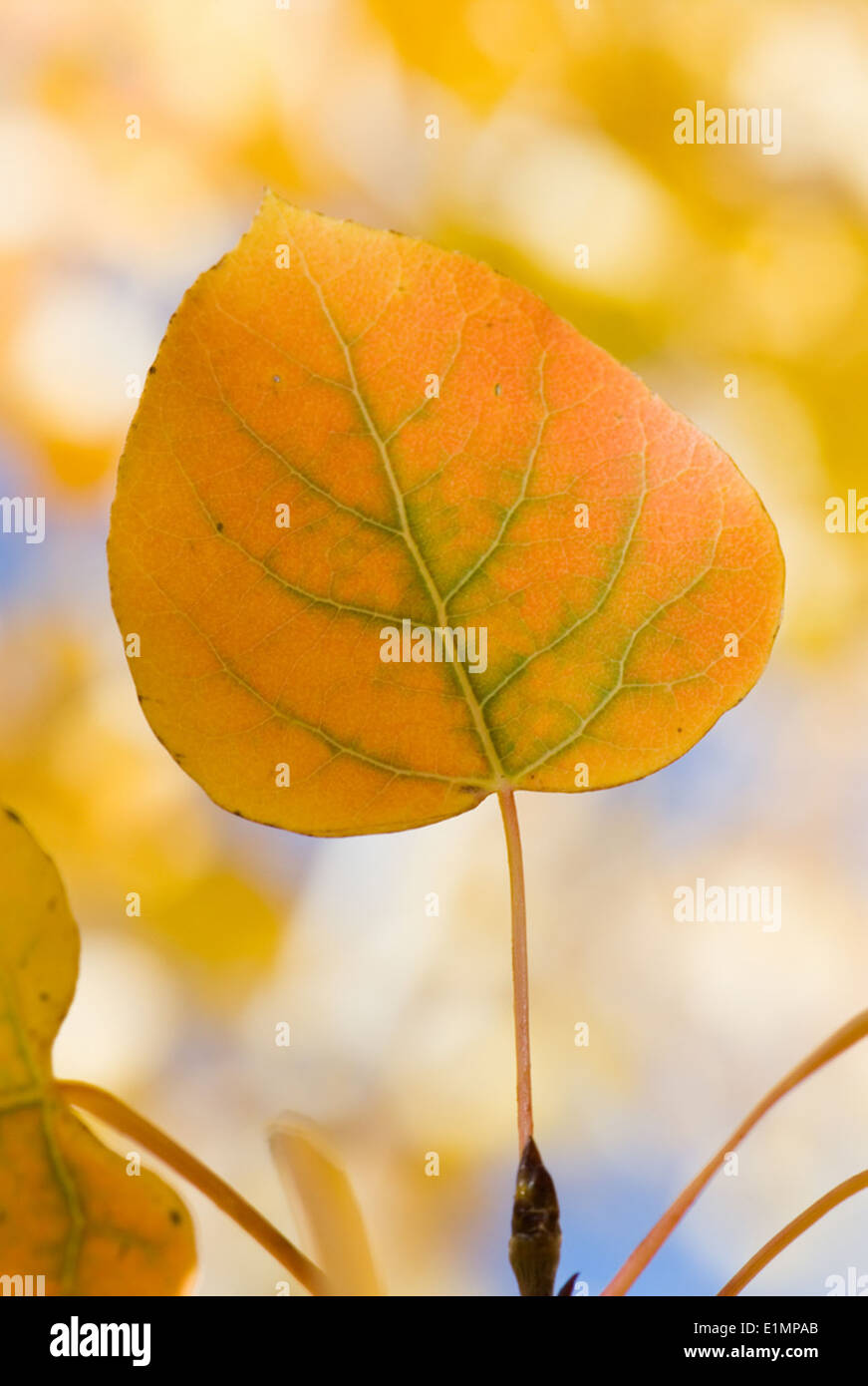 A close-up of an Aspen leaf, highlighting its unique shape and vibrant ...
