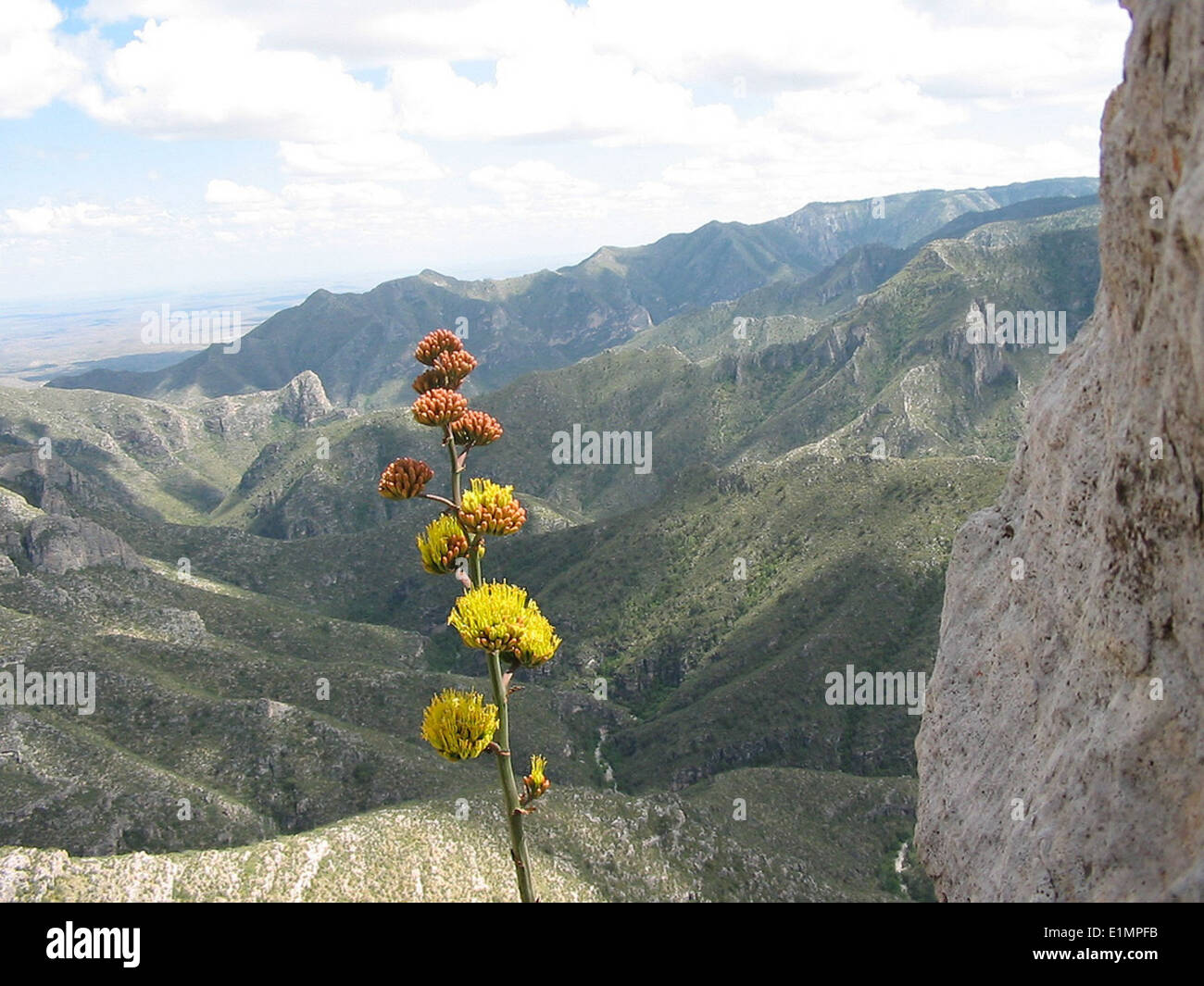 An agave plant in canyon country, adapted to arid desert environments ...