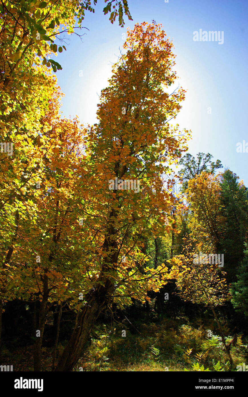 Showcasing vibrant shades of orange hi-res stock photography and images ...
