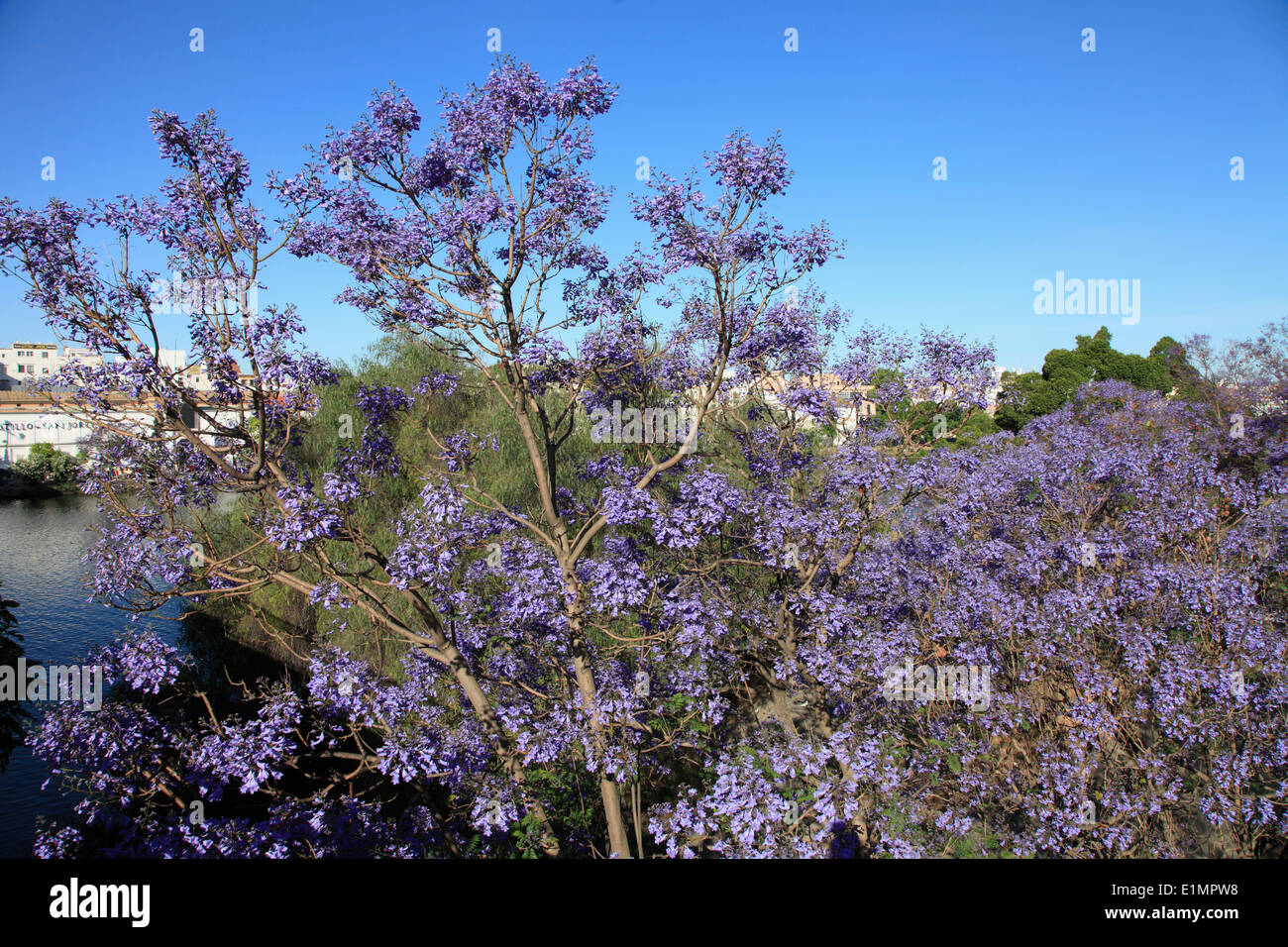 Jacaranda sevilla hi-res stock photography and images - Alamy