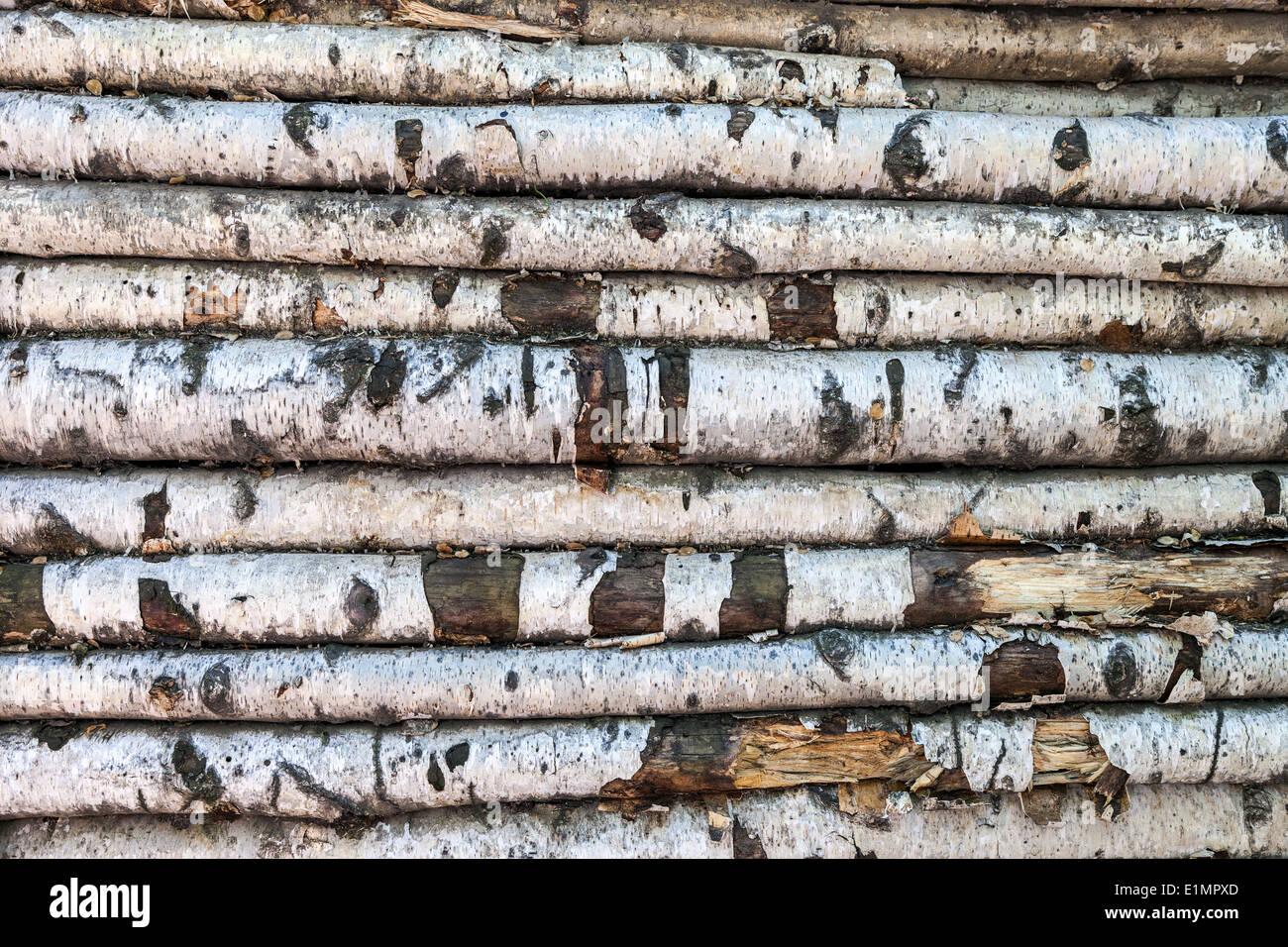 Wallpaper birch cut tree hi-res stock photography and images - Alamy