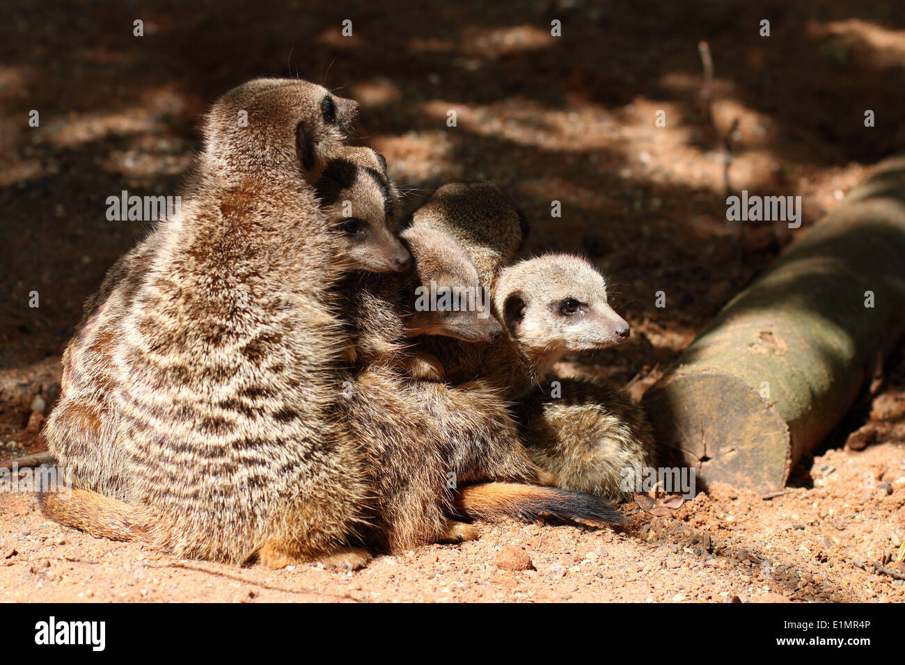 Group of meerkats hi-res stock photography and images - Alamy