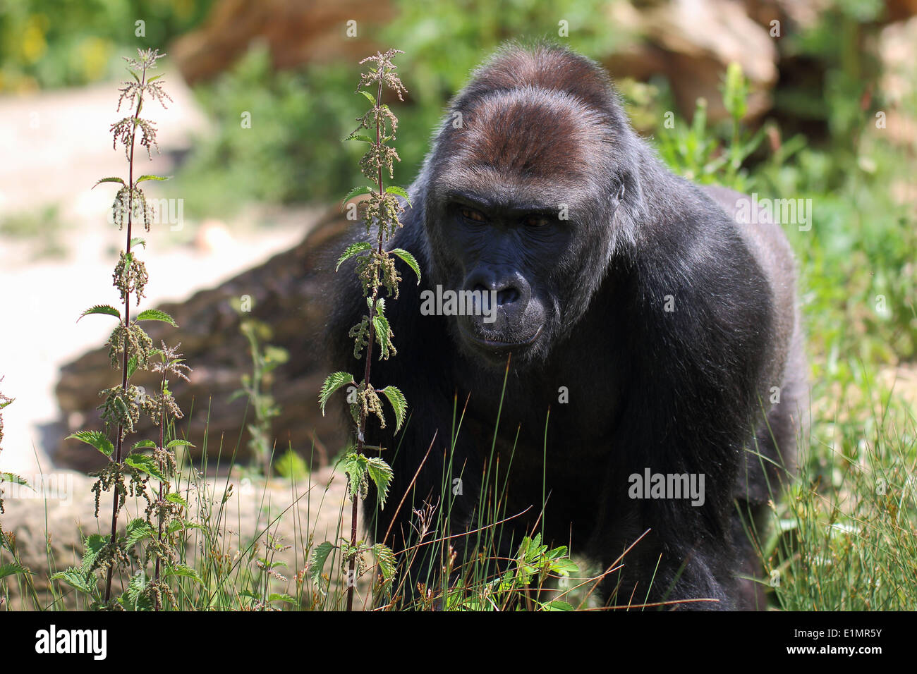 A Western Lowland Gorilla Stock Photo - Alamy