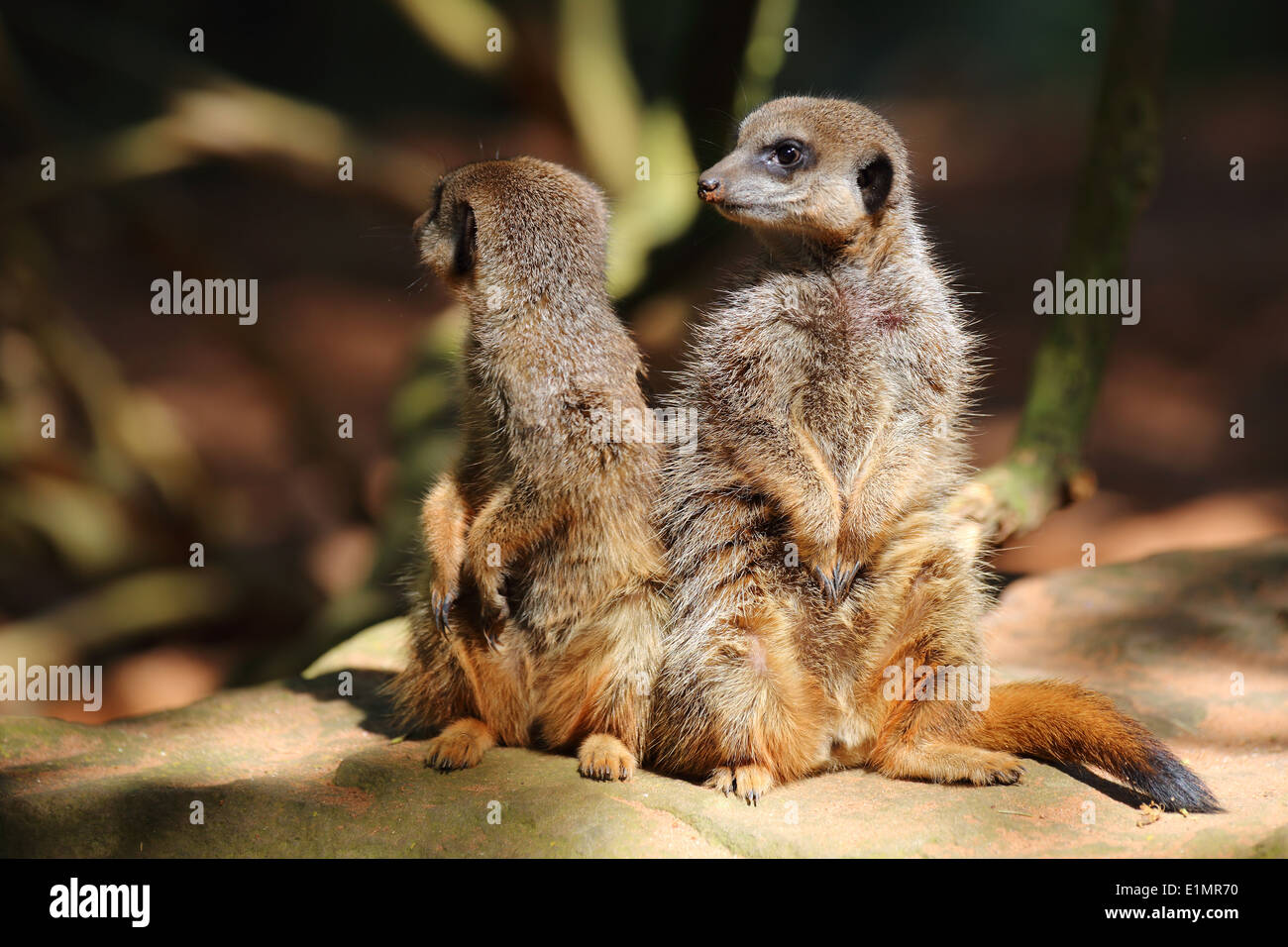 2 Meerkats standing together Stock Photo - Alamy