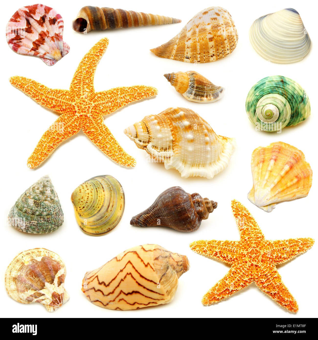 Assortment of sea shells individually isolated on white Stock Photo - Alamy