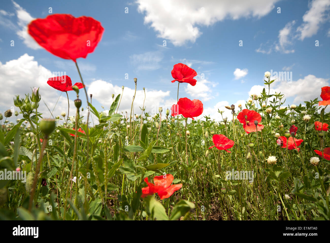 Wild flowers in tuscany italy hi-res stock photography and images - Alamy