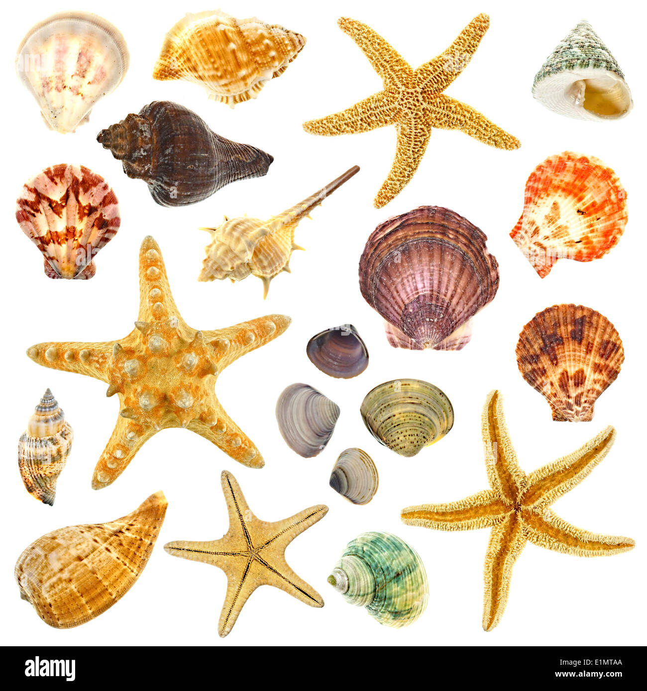 Large Assortment of sea shells individually isolated on white Stock ...