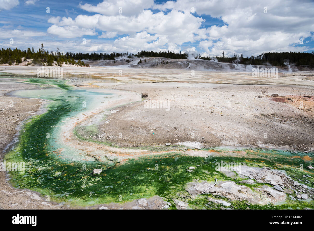 Blue green algae micro hi-res stock photography and images - Alamy