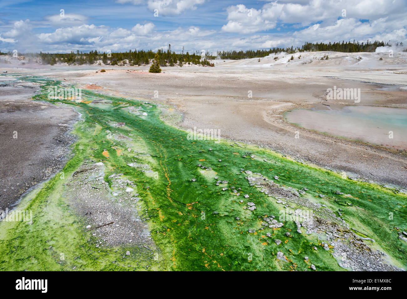 Blue green algae micro hi-res stock photography and images - Alamy