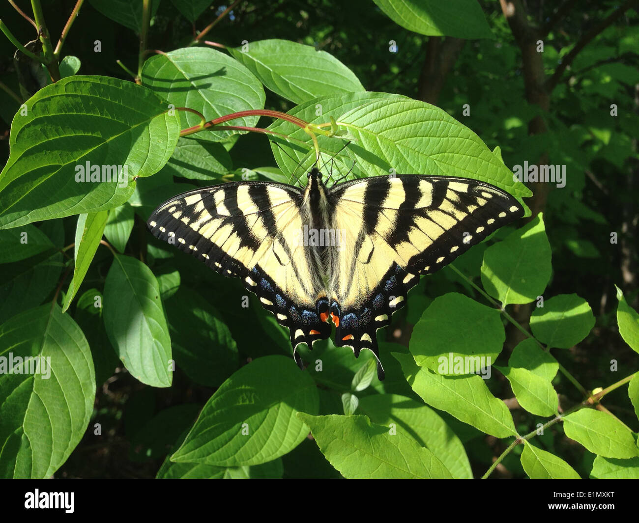 Western swallowtail butterfly hi-res stock photography and images - Alamy