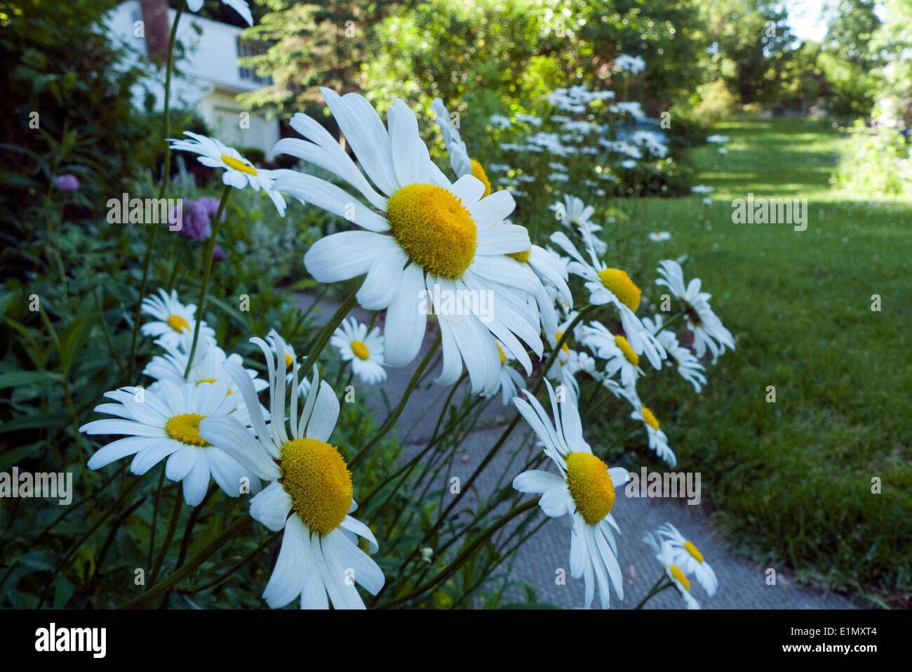 Daises in English style garden Stock Photo - Alamy