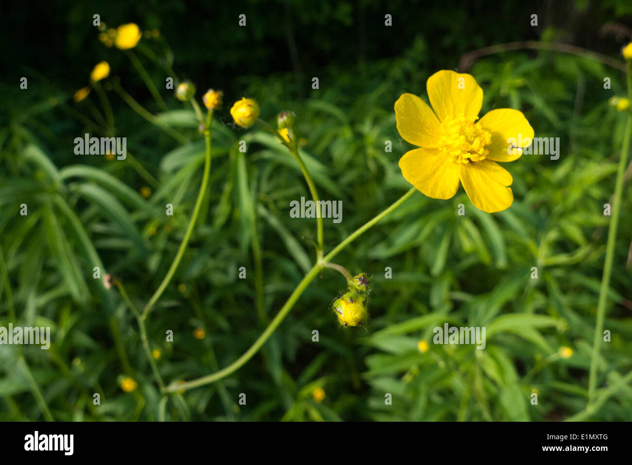 Wildflower, Meadow Buttercup Stock Photo - Alamy