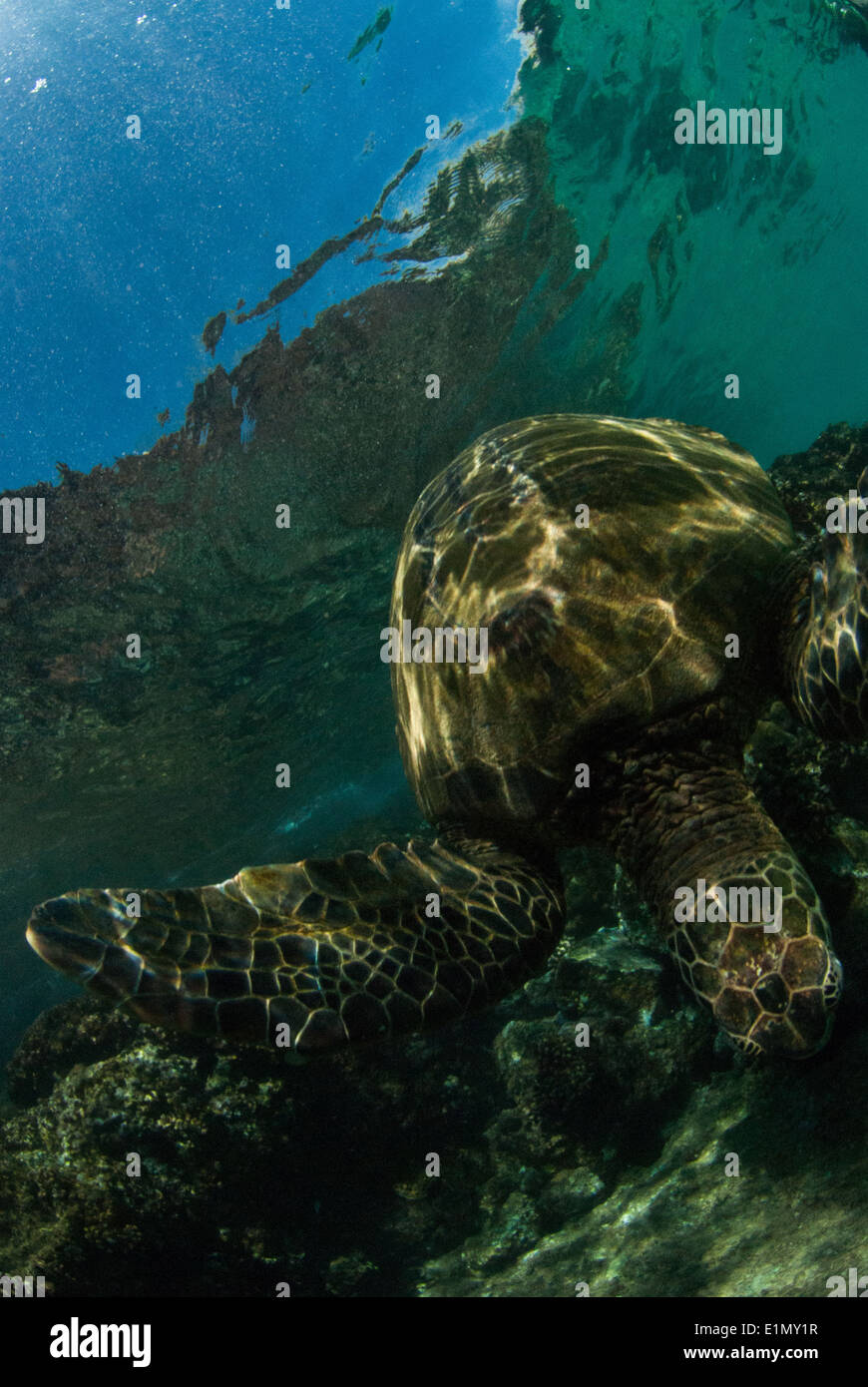 A sea turtle enjoys the sun rays hitting its shell as he searches for ...