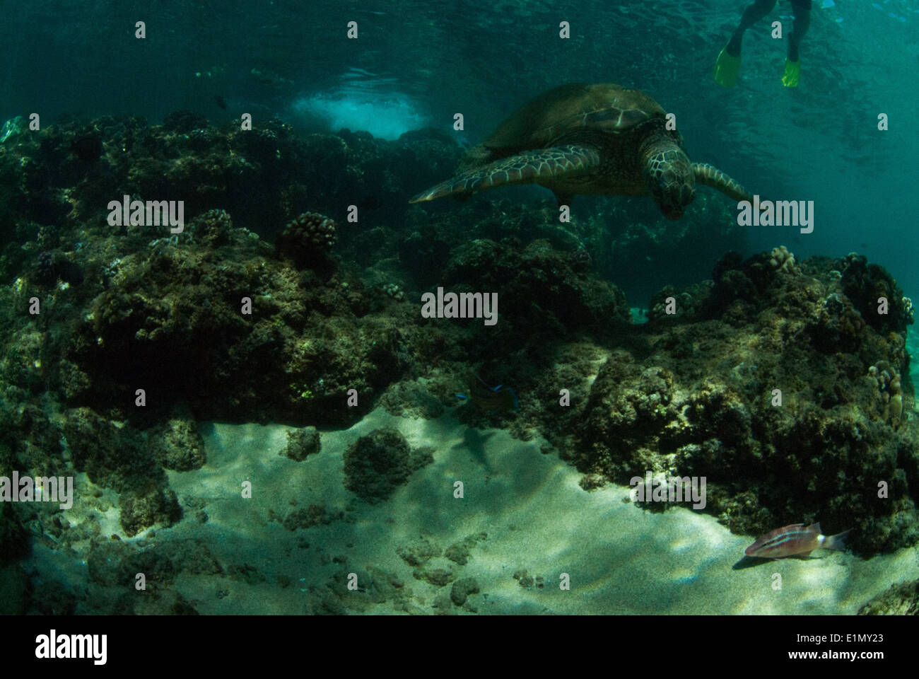 A tourist observes a sea turtle from above Stock Photo - Alamy