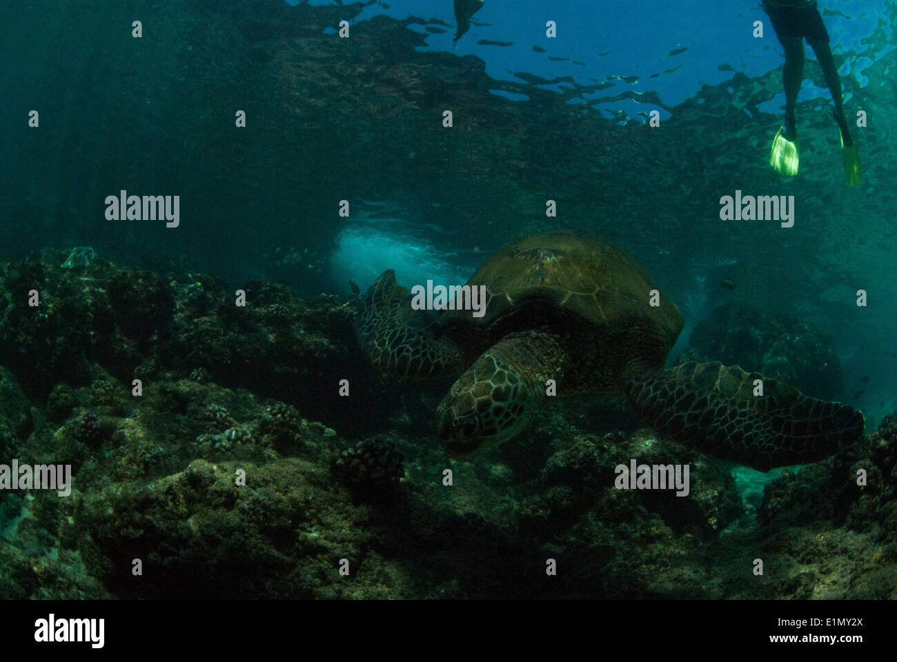 Tourists observe the sea turtle from above Stock Photo - Alamy