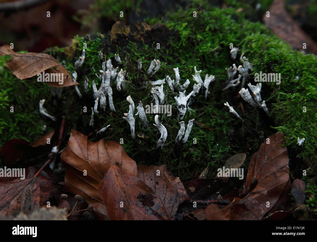 Stags horn fungus hi-res stock photography and images - Alamy