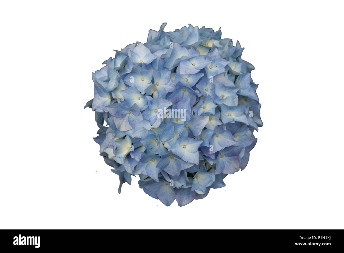 Hydrangea macrophylla 'Blue Bonnet' flowerhead white background Stock ...