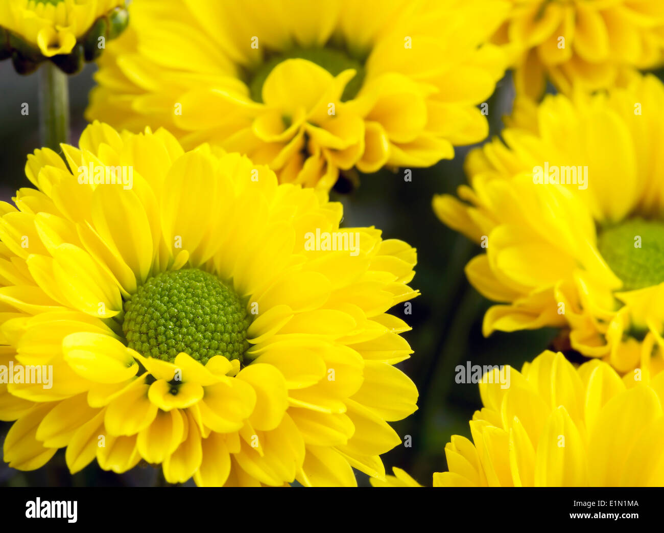 Chrysanthemums hi-res stock photography and images - Alamy