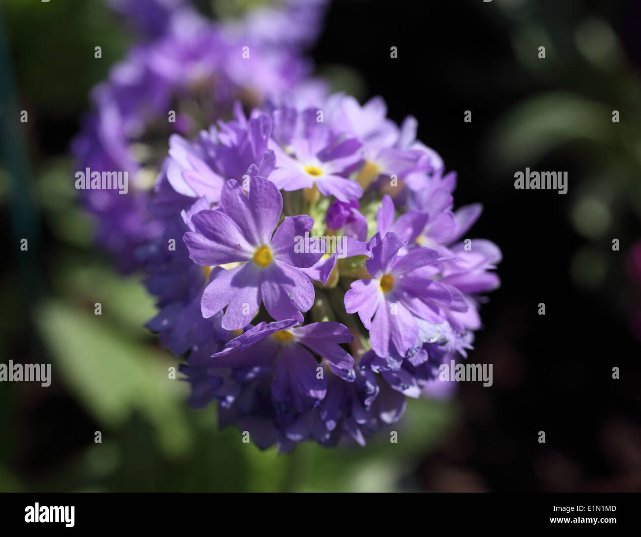 Lilac primula hi-res stock photography and images - Alamy