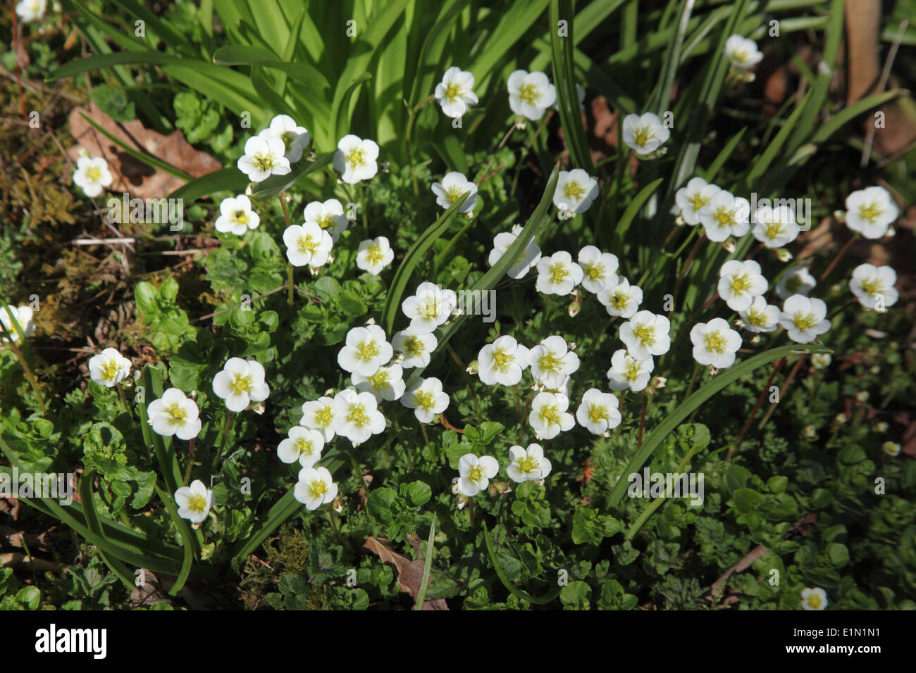 Saxifraga burseriana hi-res stock photography and images - Alamy