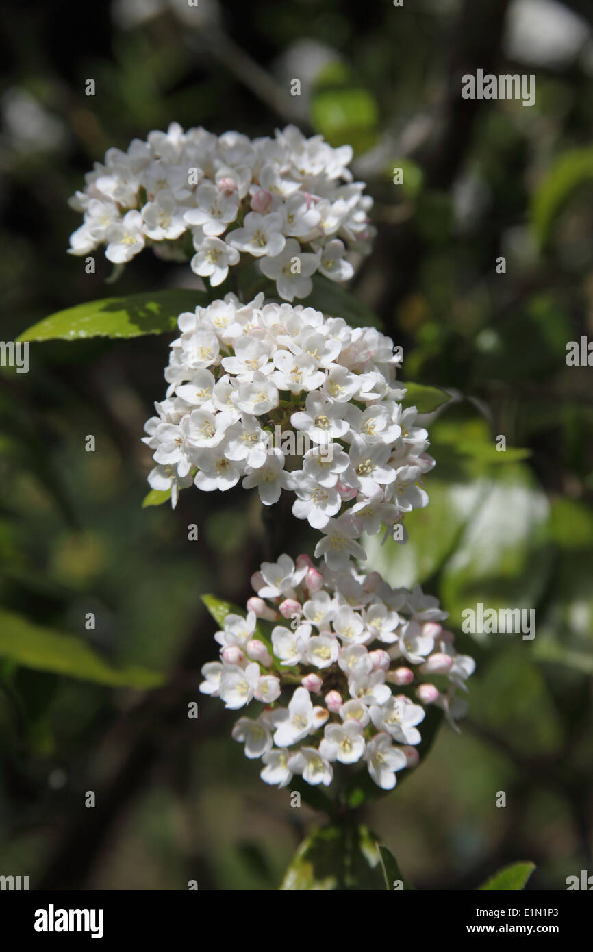 Viburnum carlesii shrub in flower Stock Photo - Alamy