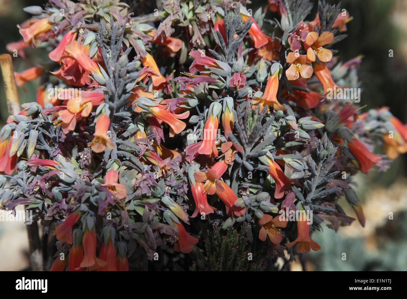 Bryophyllum hi-res stock photography and images - Alamy