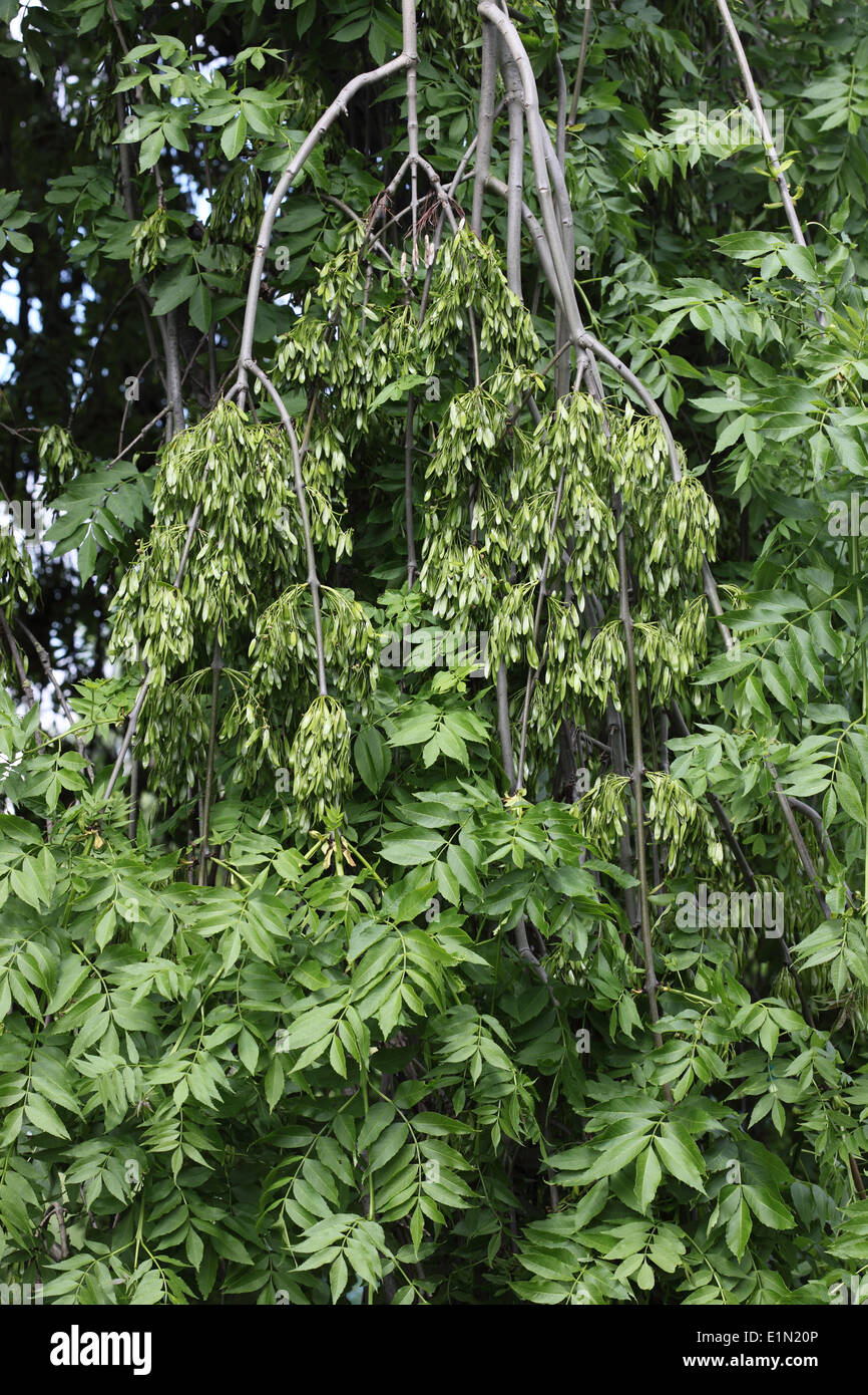 Tree seeds hi-res stock photography and images - Alamy