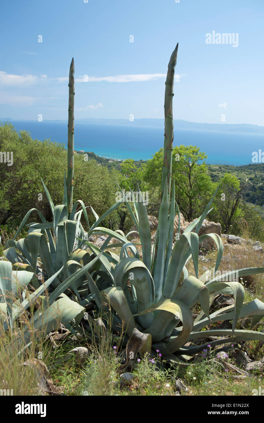 The flower stalks on a couple of Agave plants growing tall on the ...