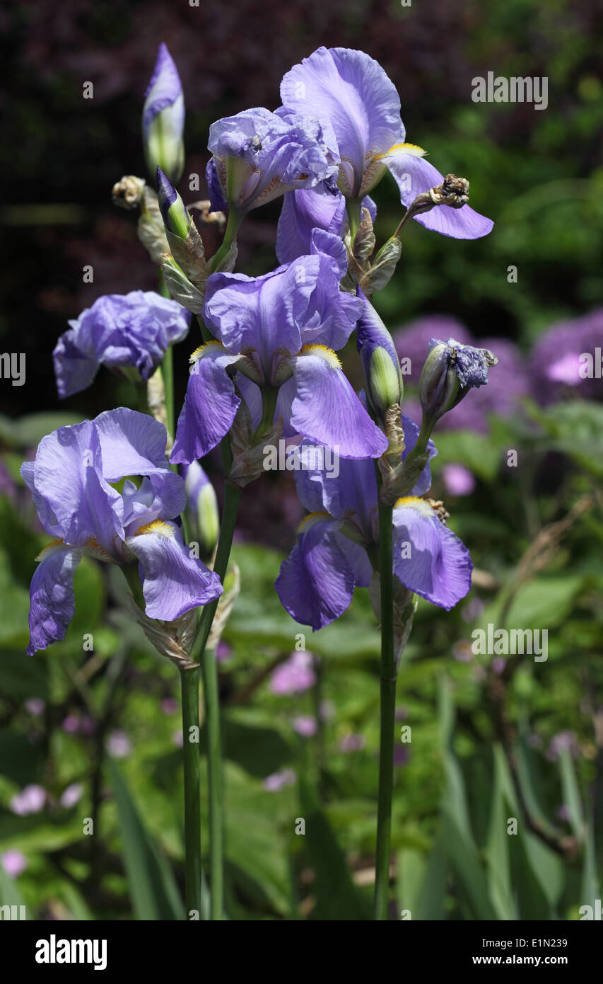 Iris pallida hi-res stock photography and images - Alamy