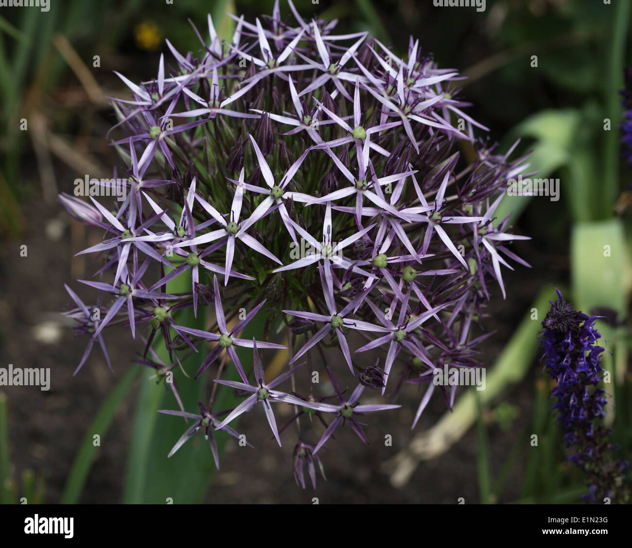Allium christophii hi-res stock photography and images - Alamy
