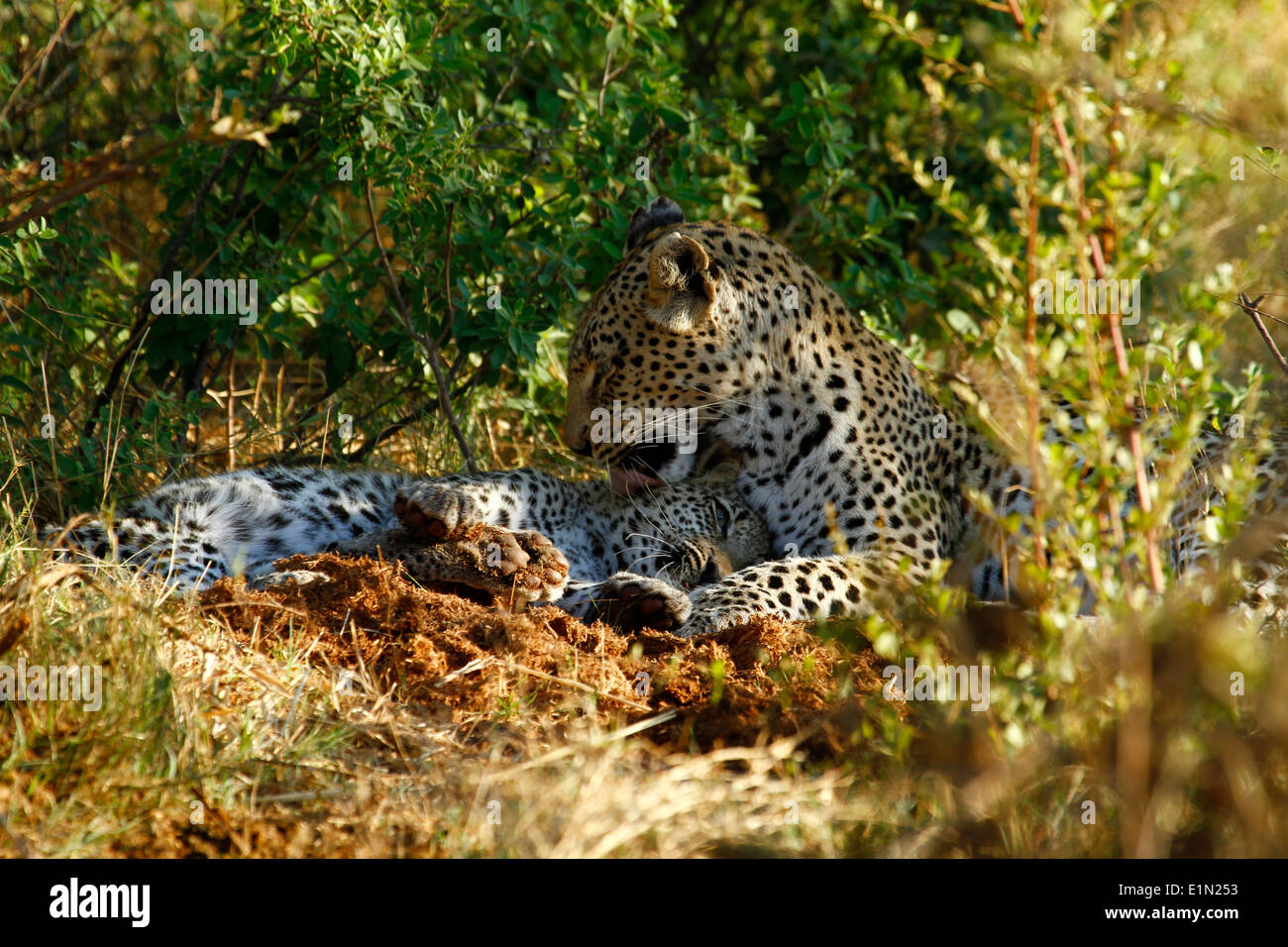 Leopard preening hi-res stock photography and images - Alamy