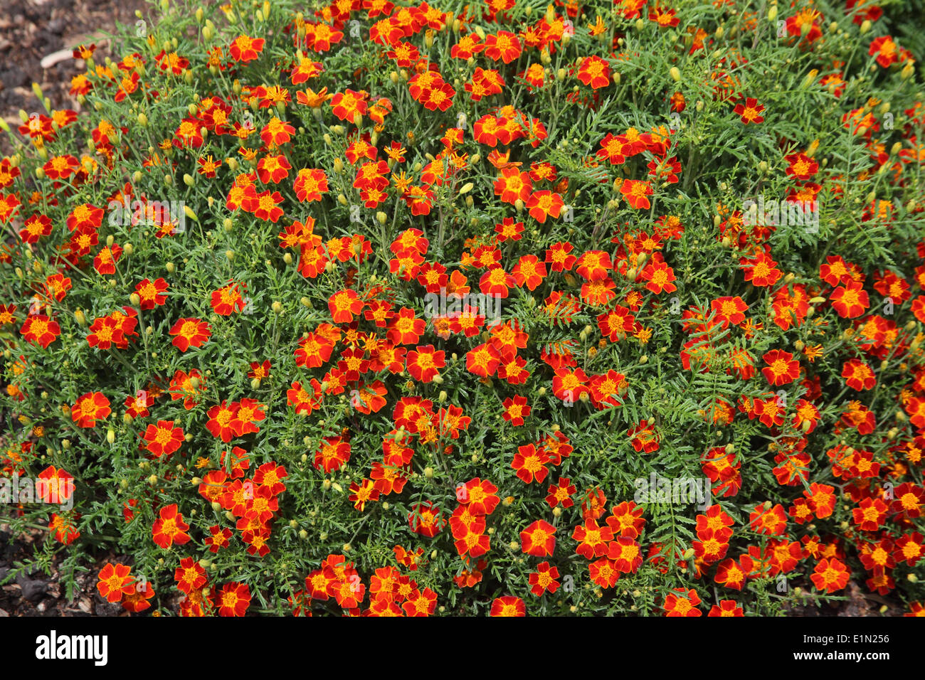 Plants series hi-res stock photography and images - Alamy