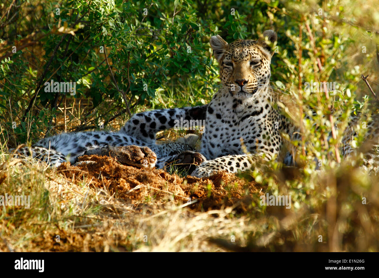 Two Leopards, cub playing with mum, on his back paws in the air Stock ...
