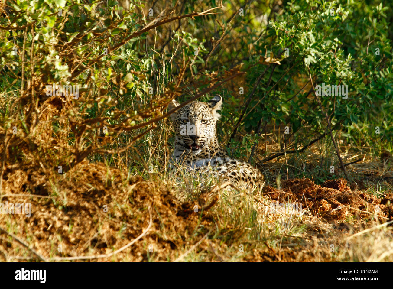 Shade loving bush hi-res stock photography and images - Alamy