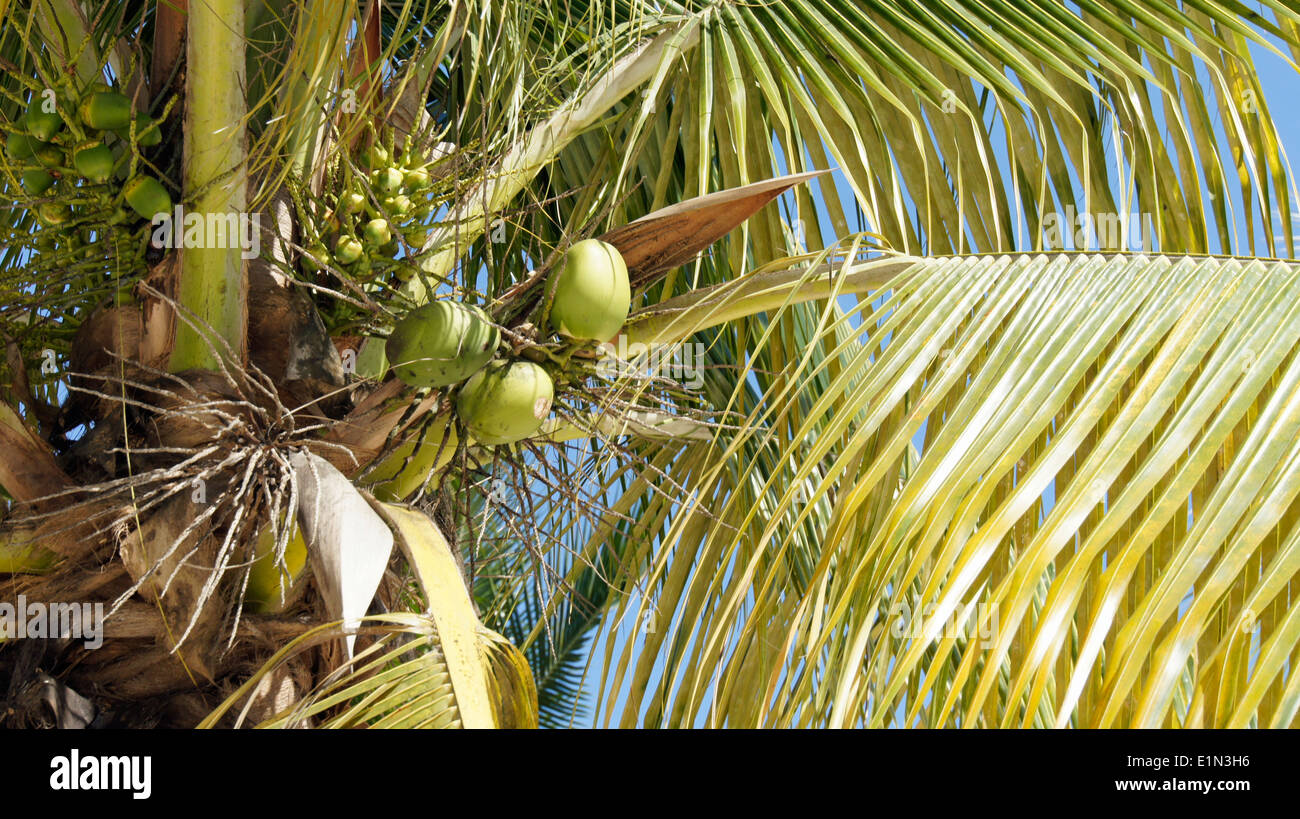 palm tree close-up Stock Photo - Alamy
