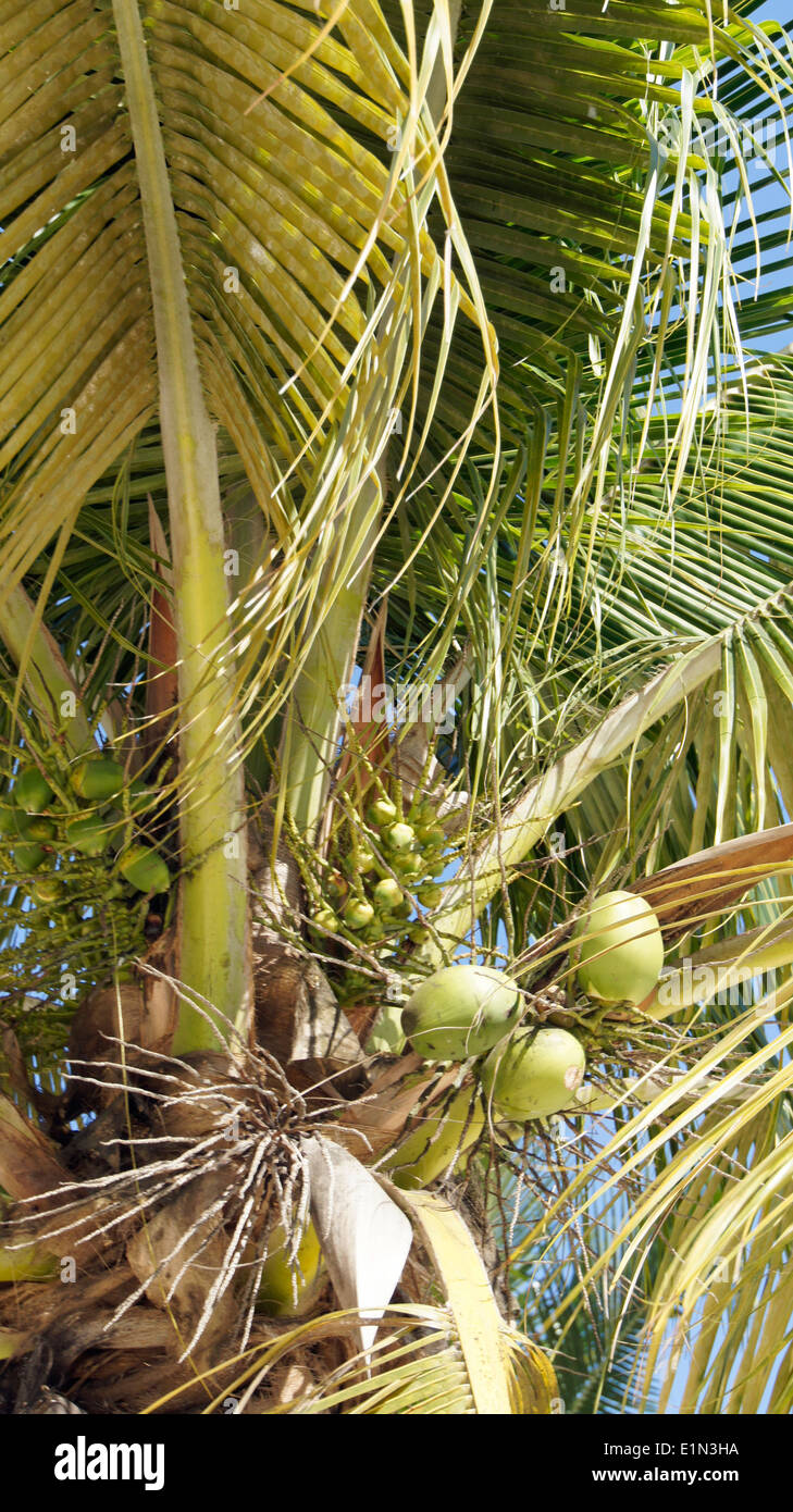 Palm tree closeup hi-res stock photography and images - Alamy