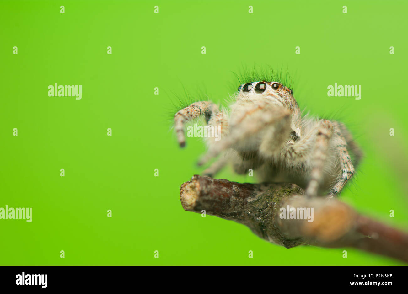 Philaeus chrysops - Jumping spider Stock Photo - Alamy