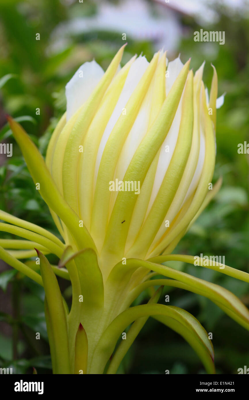 Dragon fruit flowers hi-res stock photography and images - Alamy