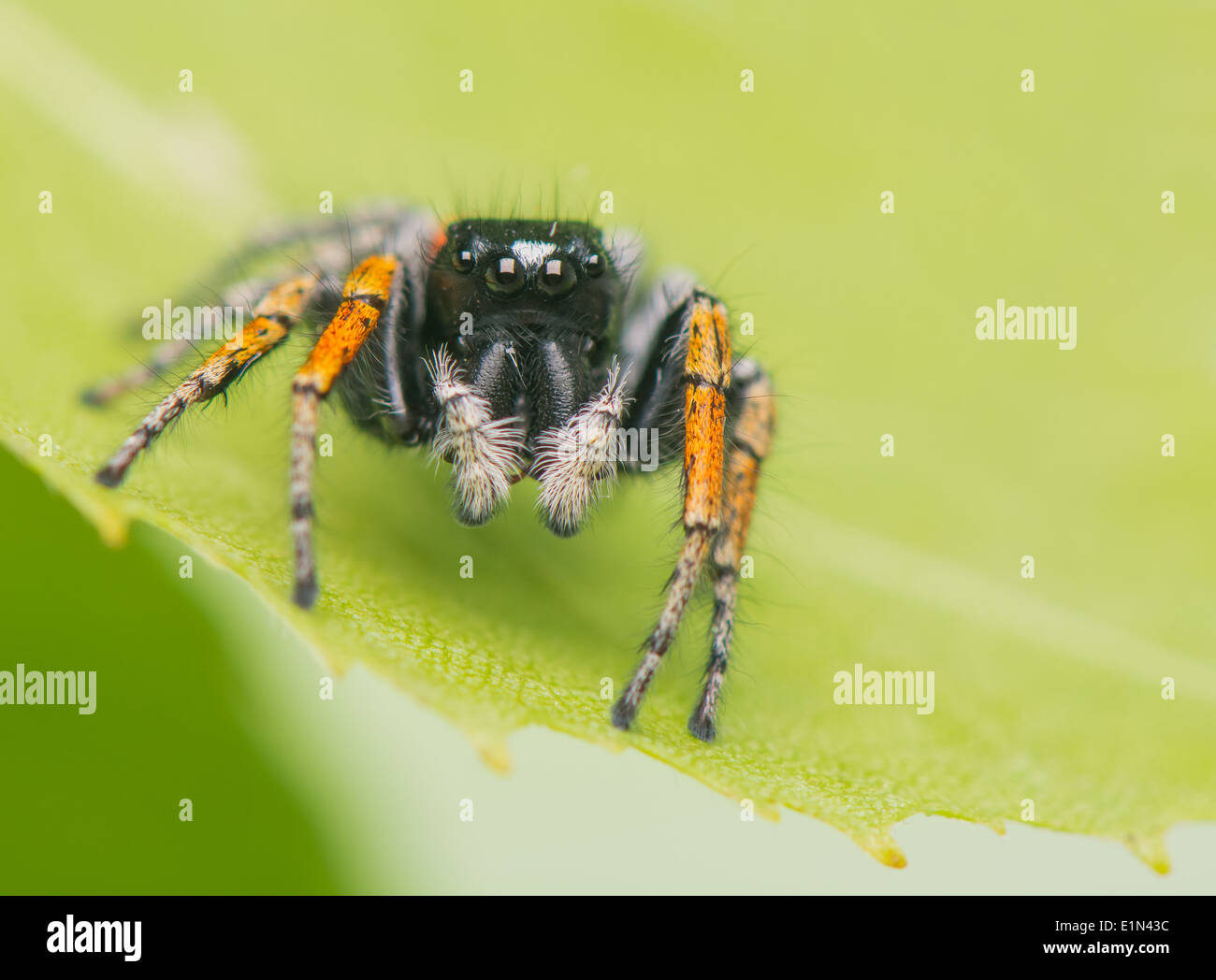 Philaeus chrysops - Jumping spider Stock Photo - Alamy