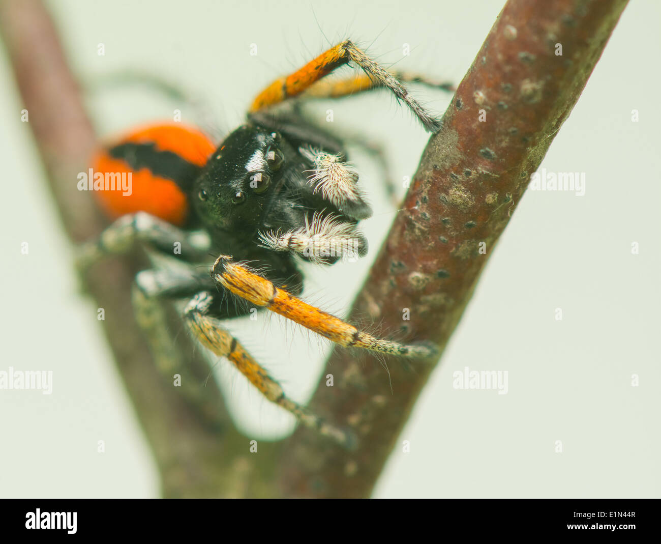 Philaeus chrysops - Jumping spider Stock Photo - Alamy