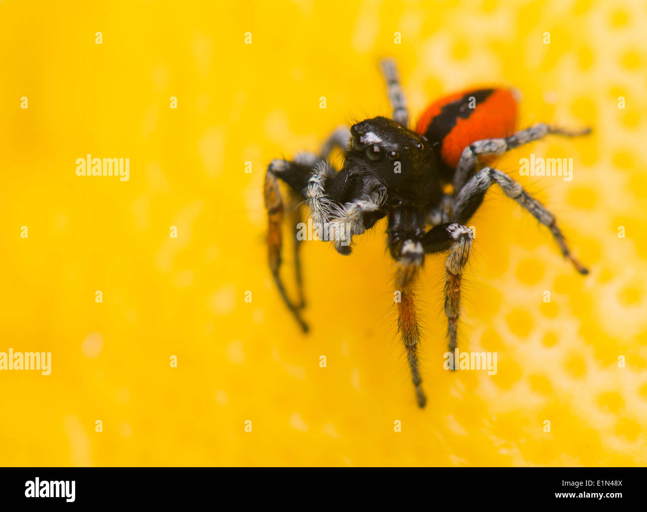 Philaeus chrysops - Jumping spider Stock Photo - Alamy