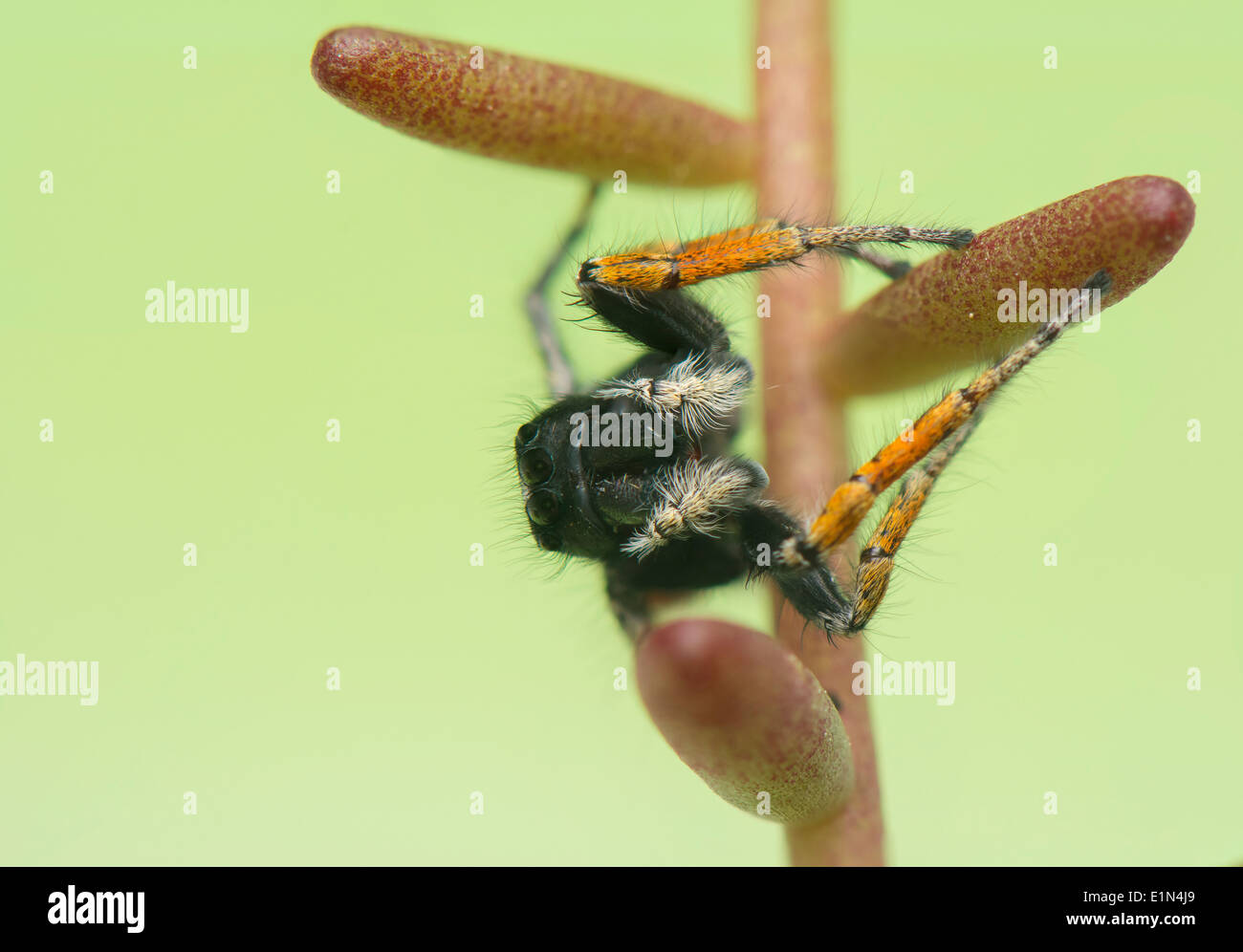 Philaeus chrysops - Jumping spider Stock Photo - Alamy
