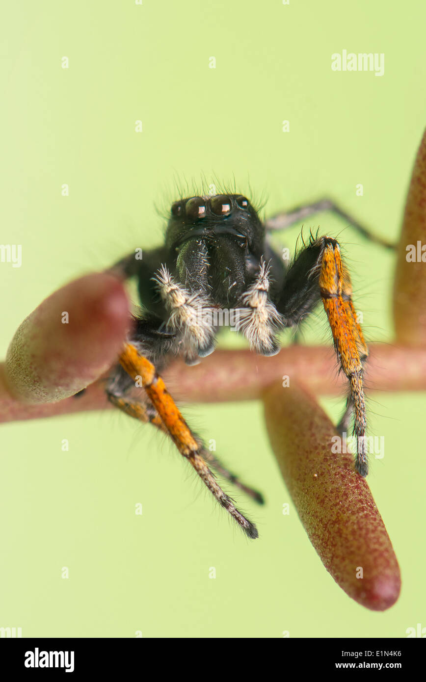 Philaeus chrysops - Jumping spider Stock Photo - Alamy