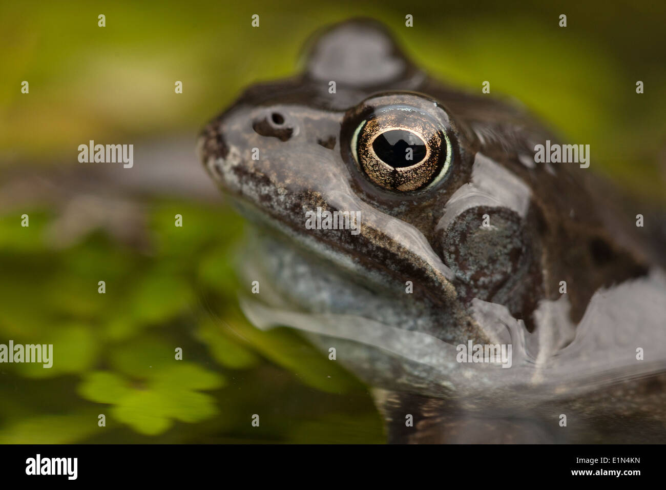English frogs mating hi-res stock photography and images - Alamy