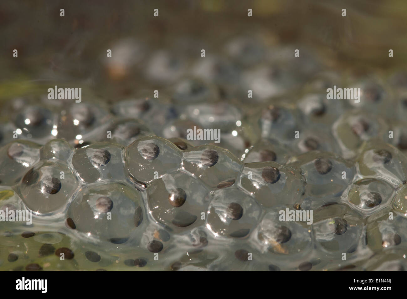 Common frog spawning hi-res stock photography and images - Alamy