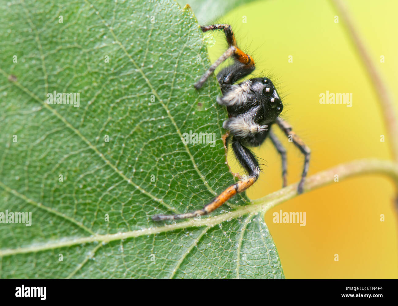 Philaeus chrysops - Jumping spider Stock Photo - Alamy