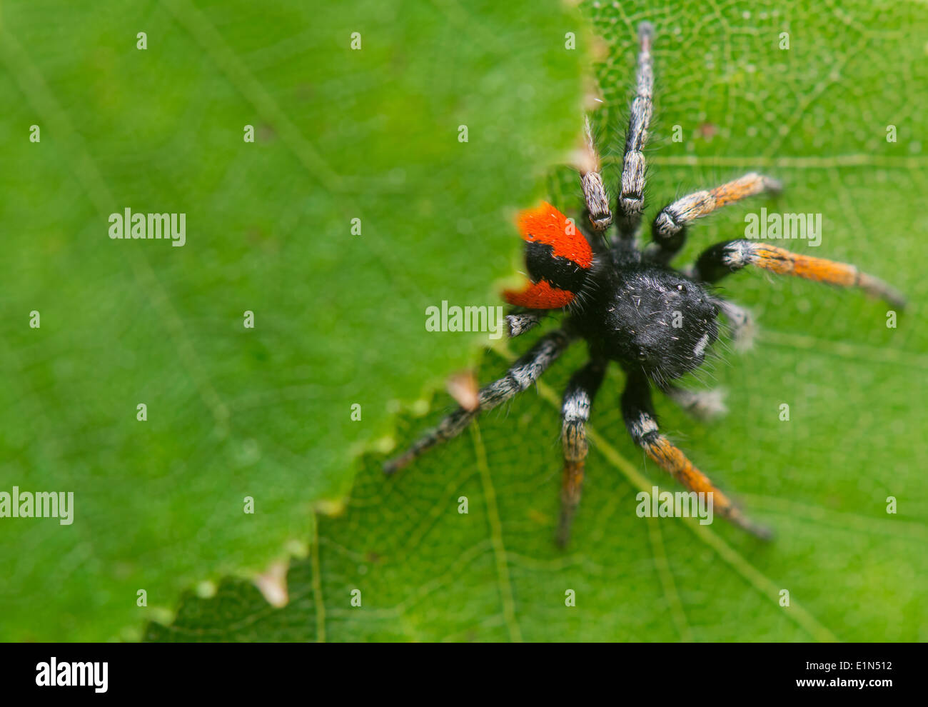 Philaeus chrysops - Jumping spider Stock Photo - Alamy