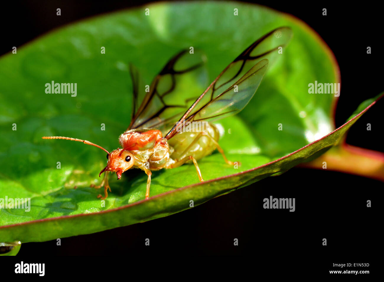 Major weaver hi-res stock photography and images - Alamy